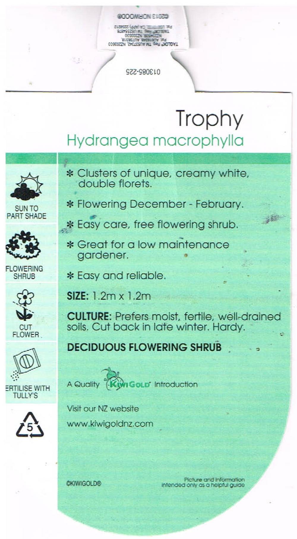 Hydrangea Trophy NZ$3.50 - AlphaKNO